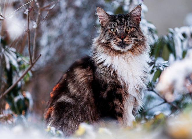 Maine Coon Cat Guide & Memorial Cat Urns | Elysian Pet – elysianpet