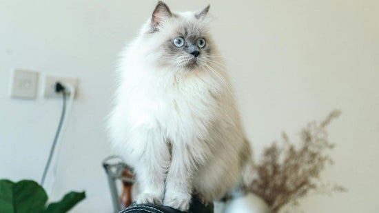 Ragdoll Cat Personality: Why They’re Called “Fairy Cats” – elysianpet